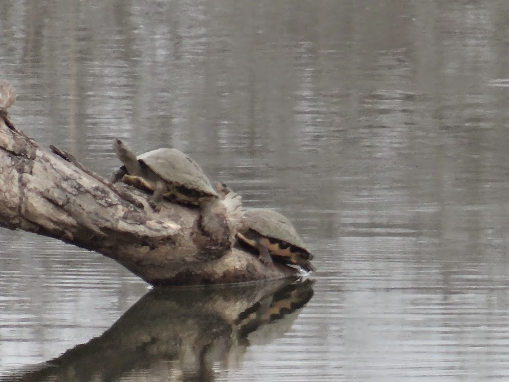 Turtle Conservation Plan Discussed – India Wildlife News