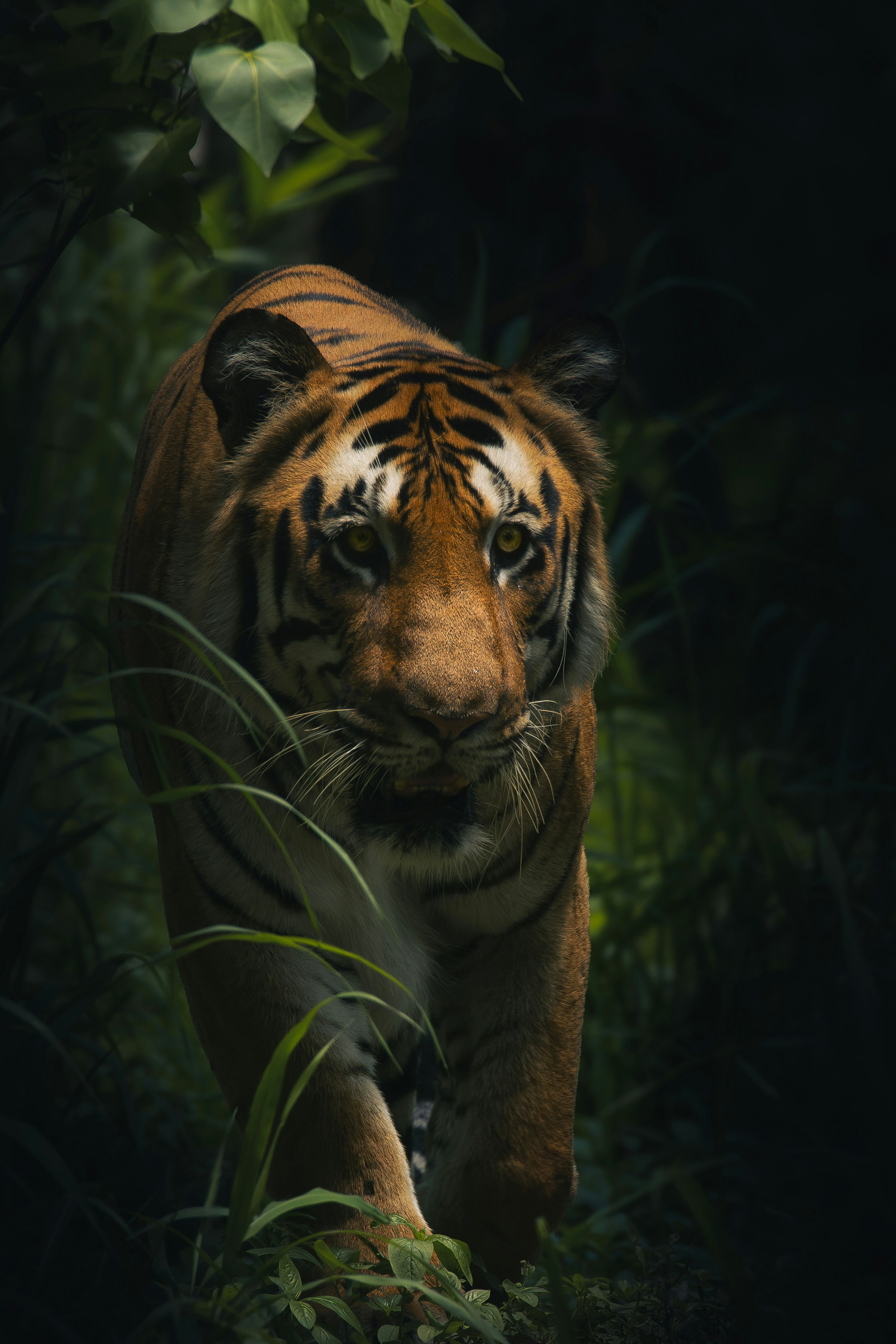 India’s tigers and leopards face mounting mortality crisis even as ...